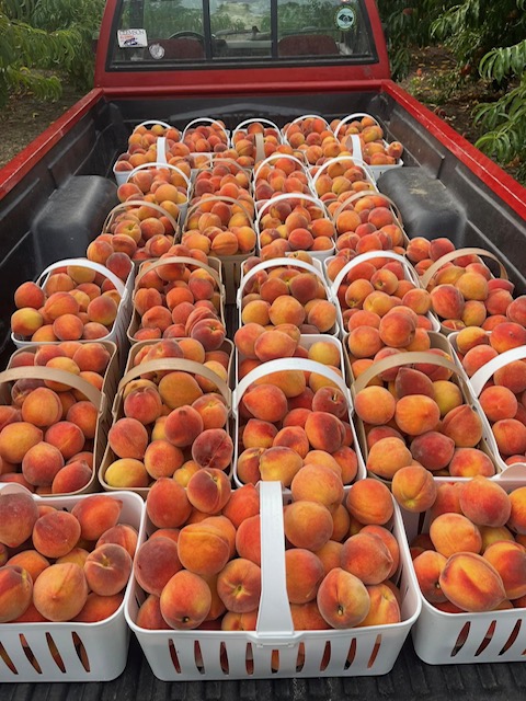 5 Easy Ideas for Fresh Peaches – The Carolina Cuisine Network